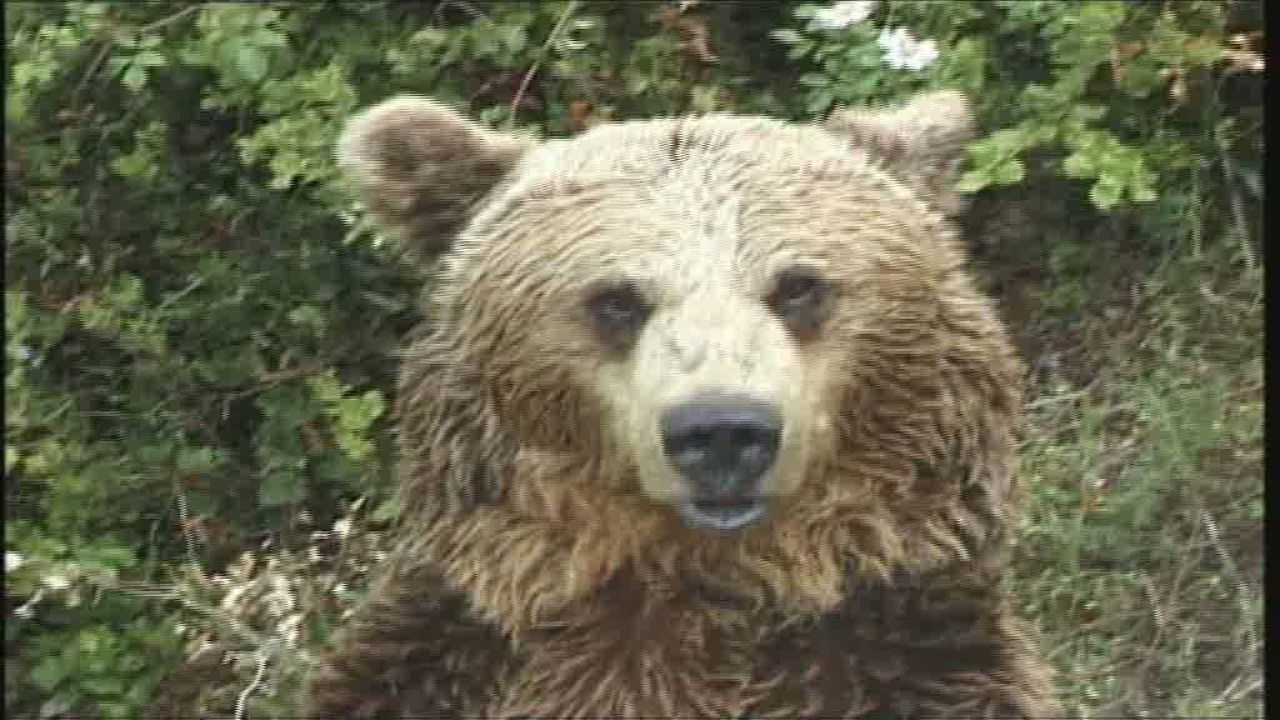 El oso Furaco no consigue aparearse con dos hembras