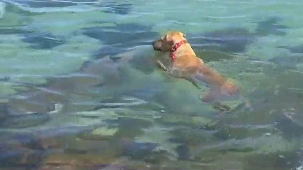 El enemigo del tiburón...¿El perro?