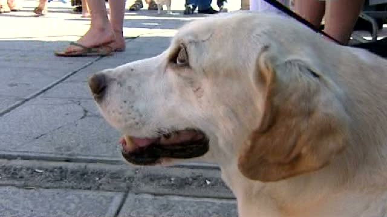 Desfile canino para elegir a Lindo Pulgoso