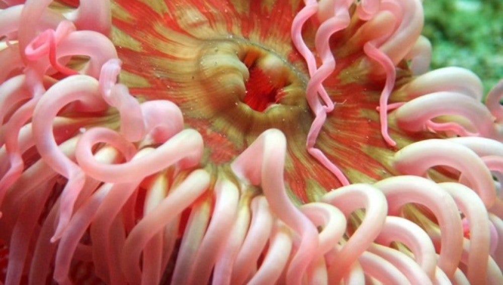 Un compuesto de la anémona podría ser eficaz contra la obesidad