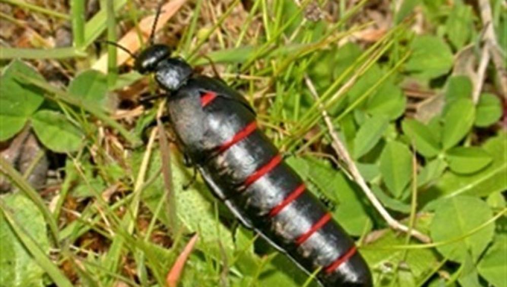 Los escarabajos aceiteras ya formaban parte del paisaje con los ...
