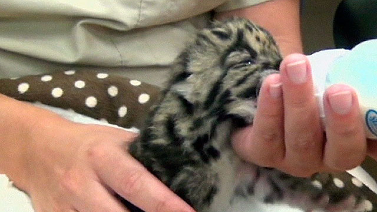 Un zoo de Florida presenta en sociedad a una cría de leopardo