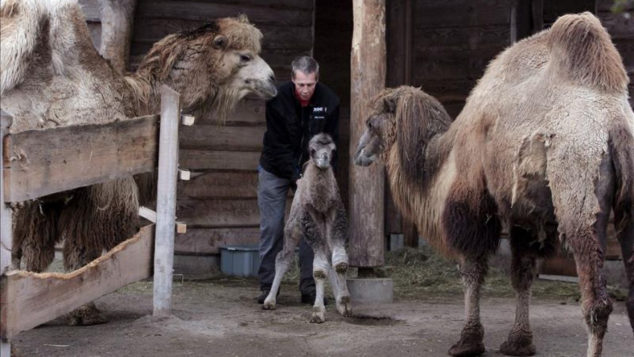 Nace un camello bactriano en Cantabria, una especie en peligro de extinción
