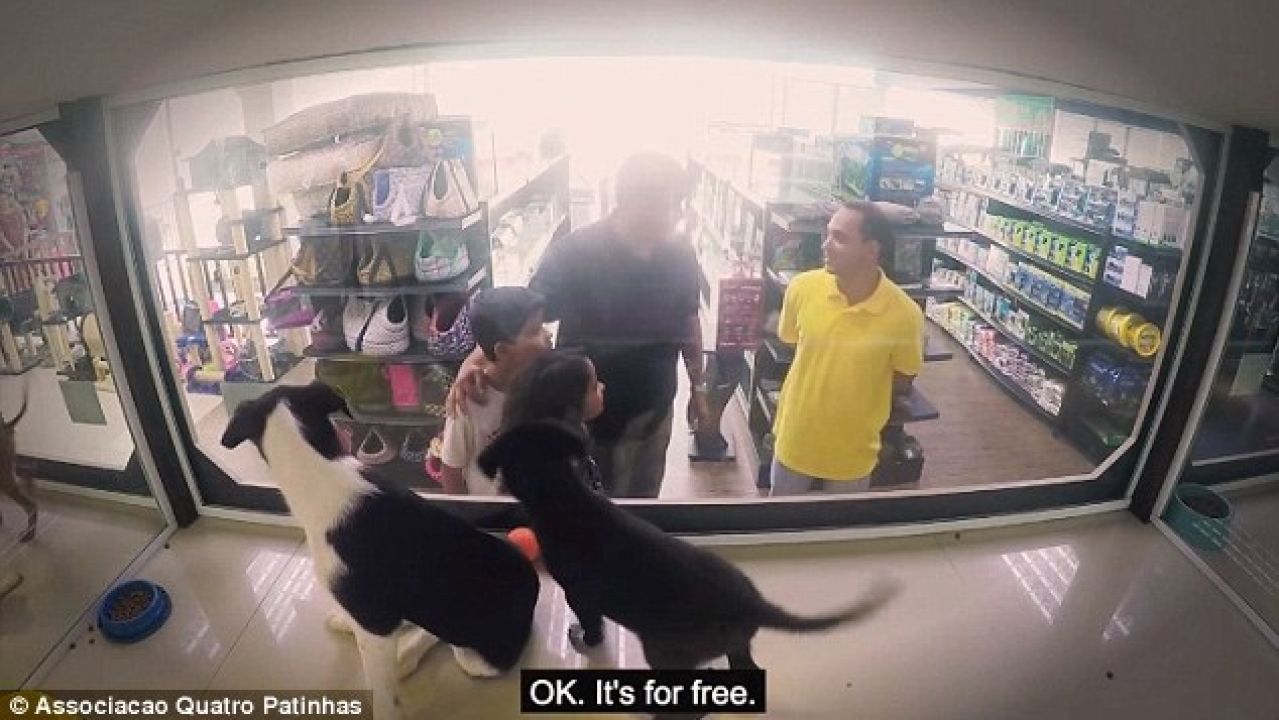 Cambian los perros del escaparate de una tienda por perros de un ...