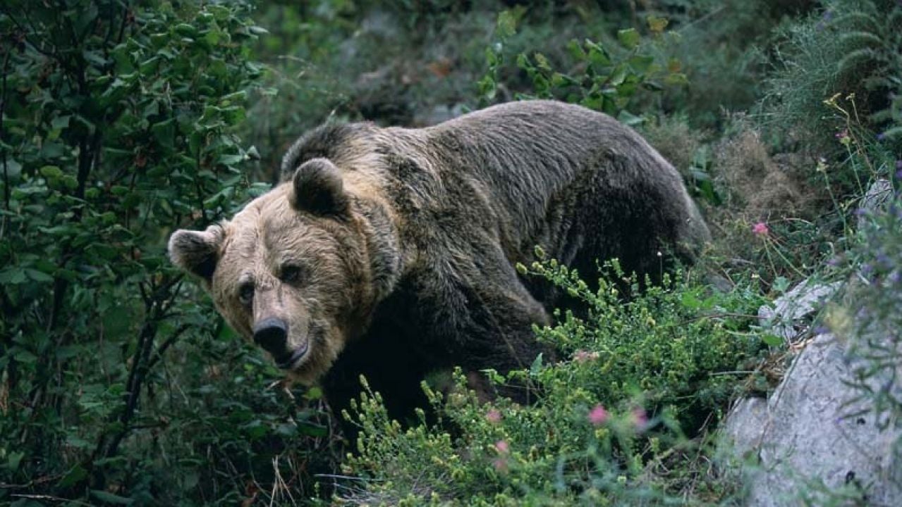 Un joven se despierta al escuchar un sonido y encuentra un oso ...