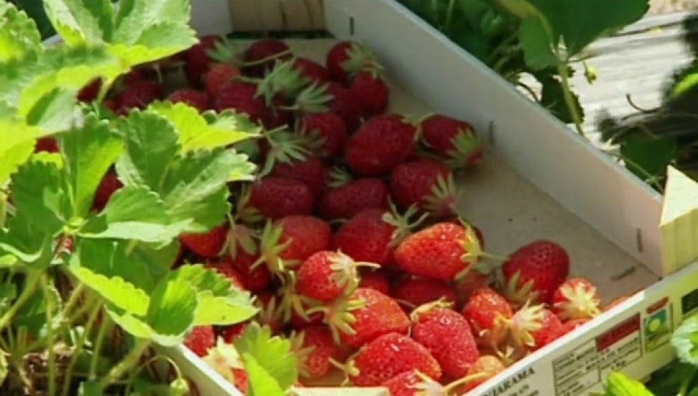 Fresas