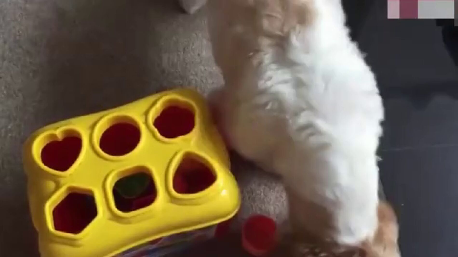 Conoce a Cooper, el perro que sabe sumar y reconoce colores