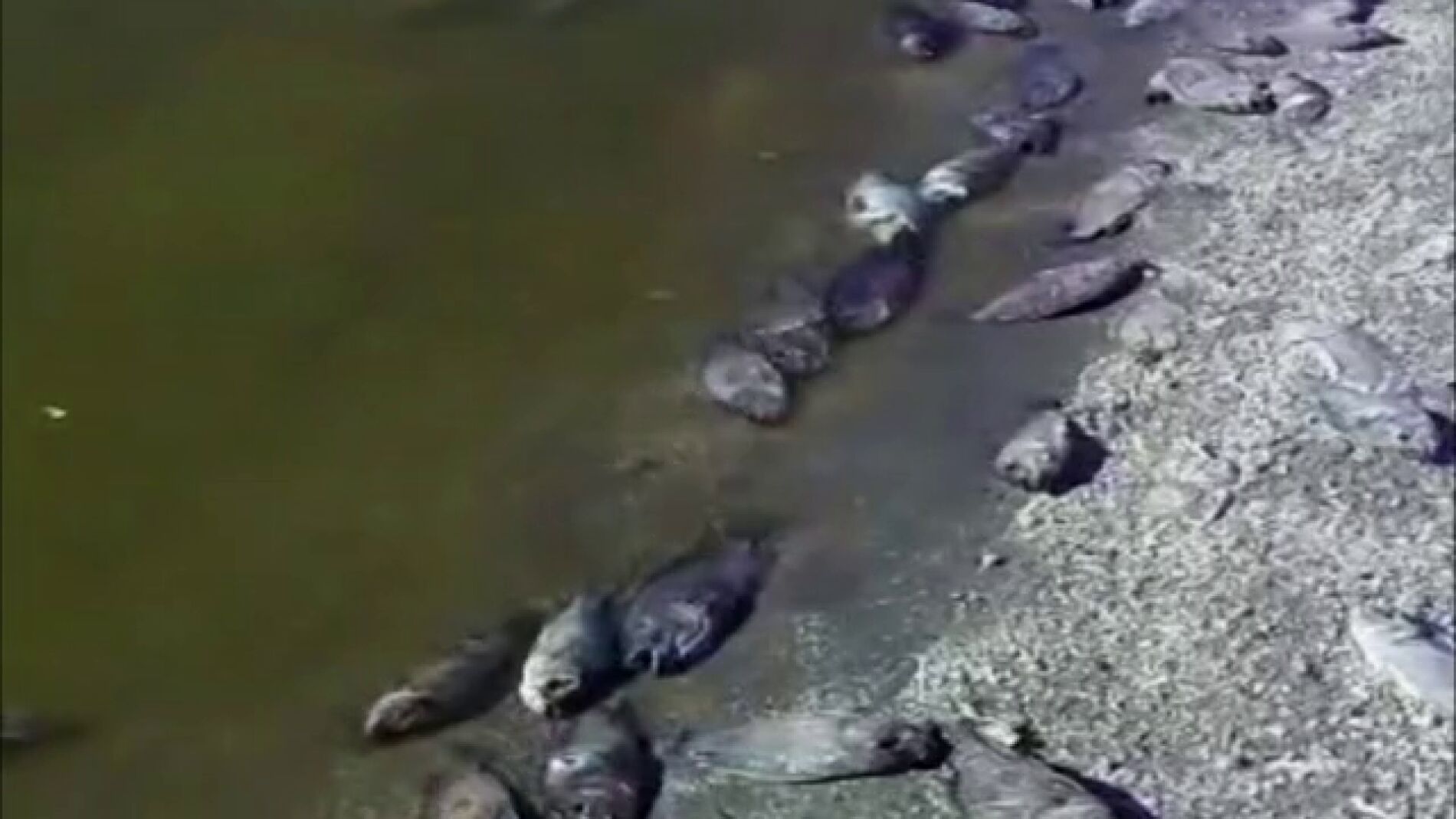 Miles de peces en descomposición flotan en la superficie de un lago