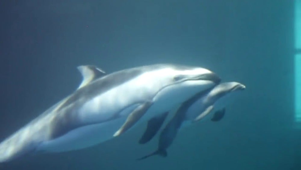 Un vídeo muestra el parto de un delfín en un acuario de Chicago