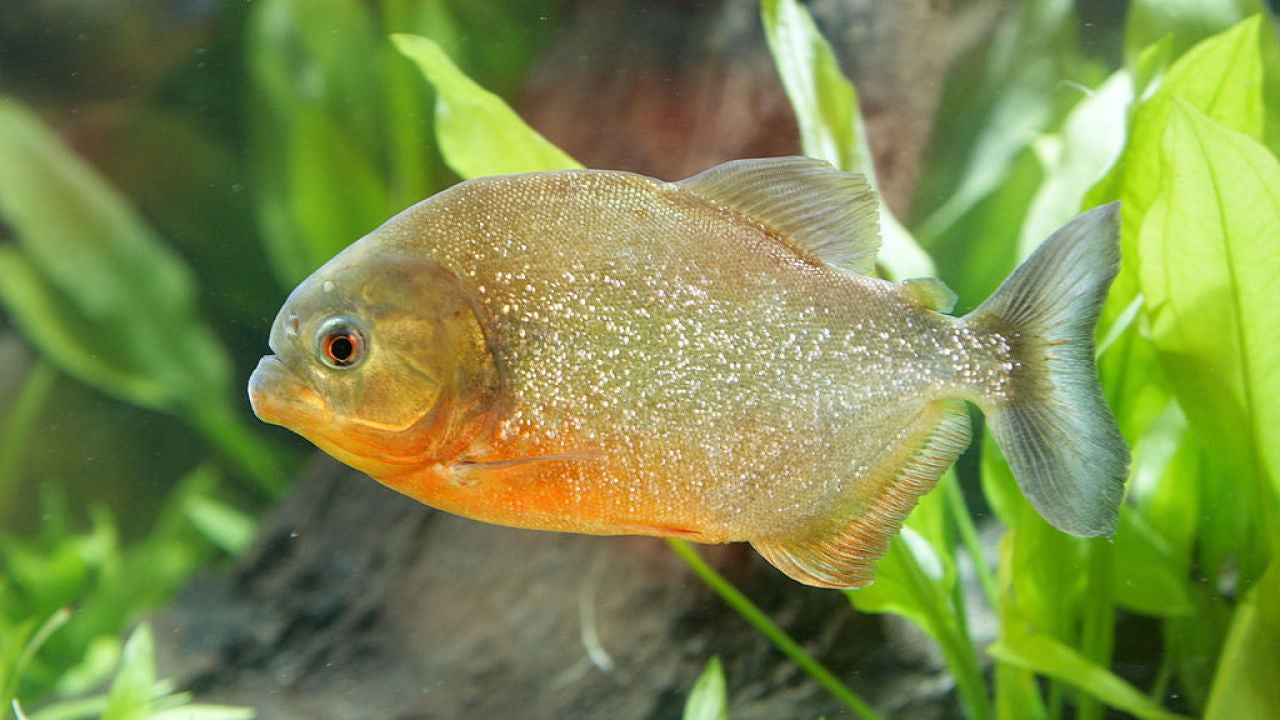Encuentran una piraña en un estanque de Tenerife