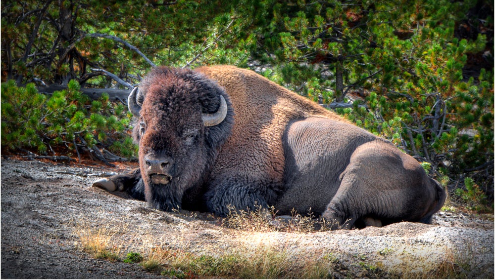 El bisonte se ha convertido oficialmente en el "mamífero nacional" de ...
