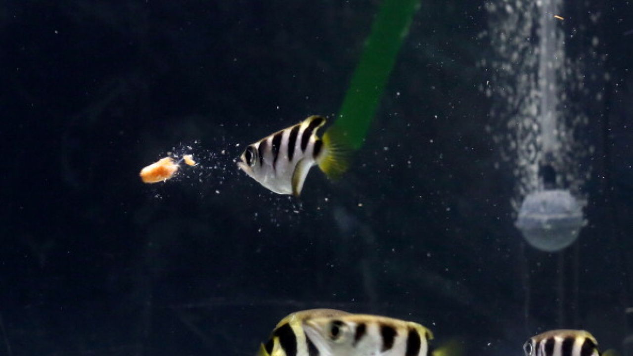 Hallan una especie de pez tropical que es capaz de reconocer rostros ...