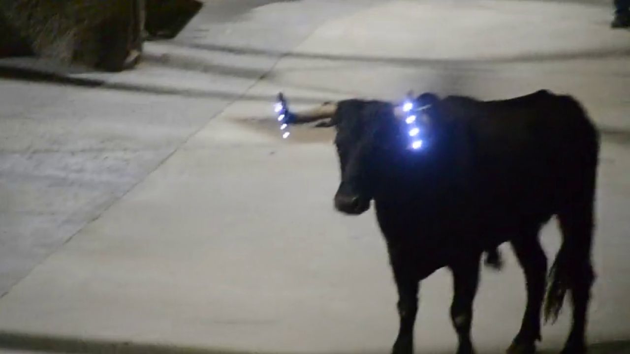 Un "toro embolado" con luces led en los cuernos en vez de fuego en las ...