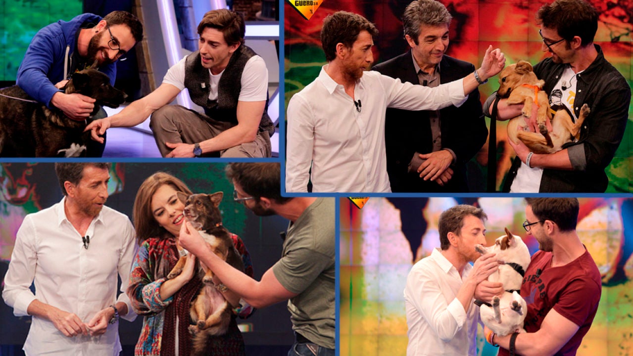 Los 'amores perros' de Dani Rovira que enternecieron en 'El Hormiguero'