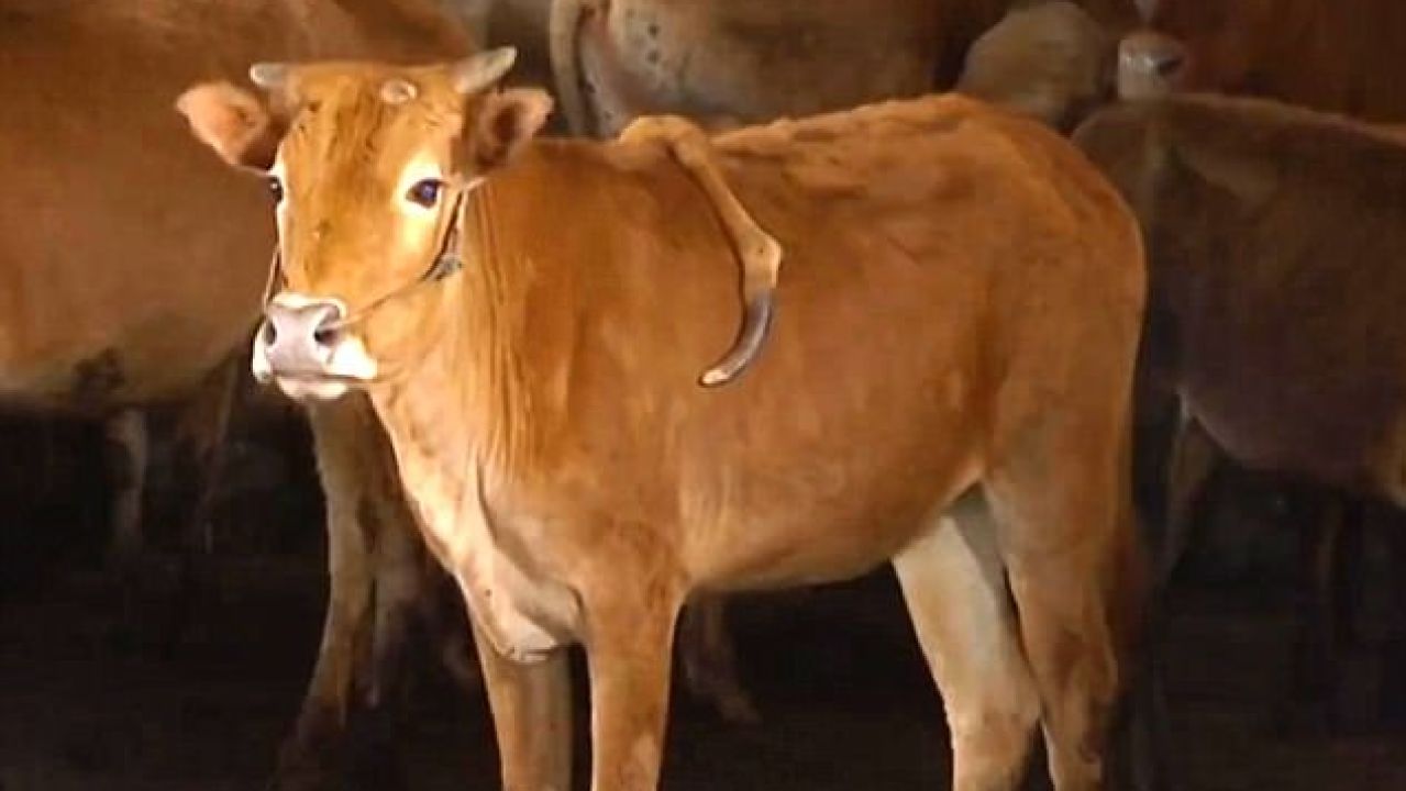 Encuentran una vaca 'mutante' con cinco extremidades