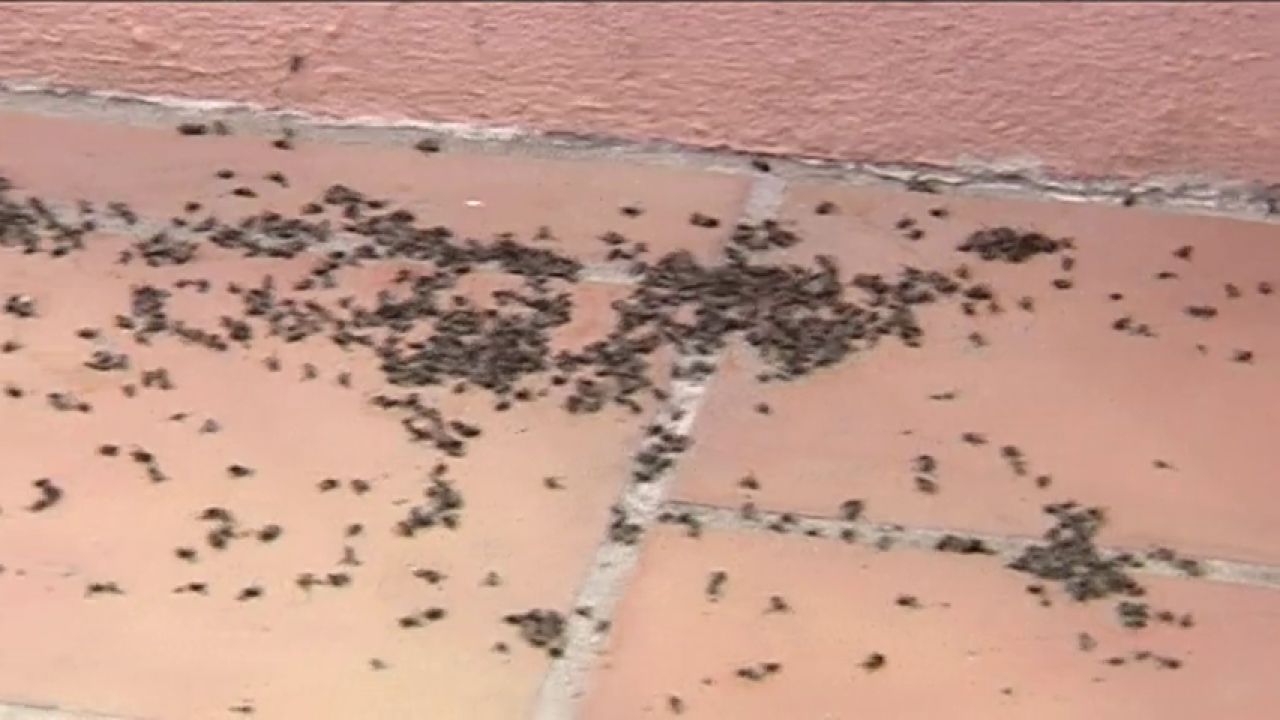 Las moscas invaden Sant Jordi Desvalls, un pueblo de Girona que sufre ...