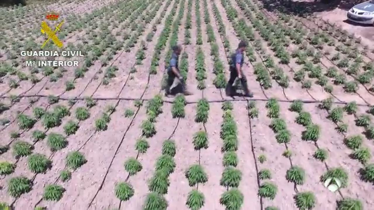 Incautadas 160 000 Plantas De Marihuana En Lo Que Llevamos De Año
