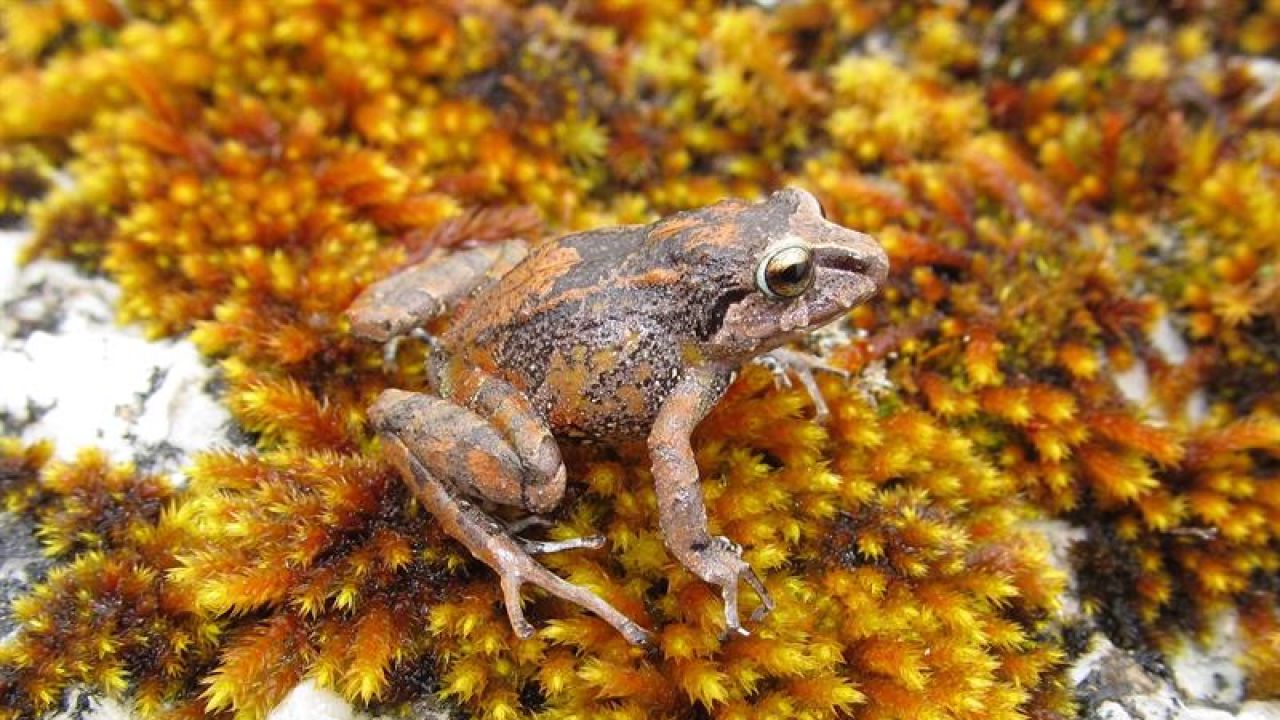 Descubren tres especies diminutas de ranas en los Andes peruanos