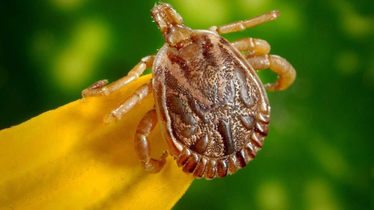 La garrapata más antigua del mundo es española