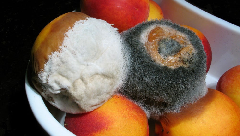 COCINATIS | 4 comidas con moho que puedes aprovechar... y otras 4 que ...