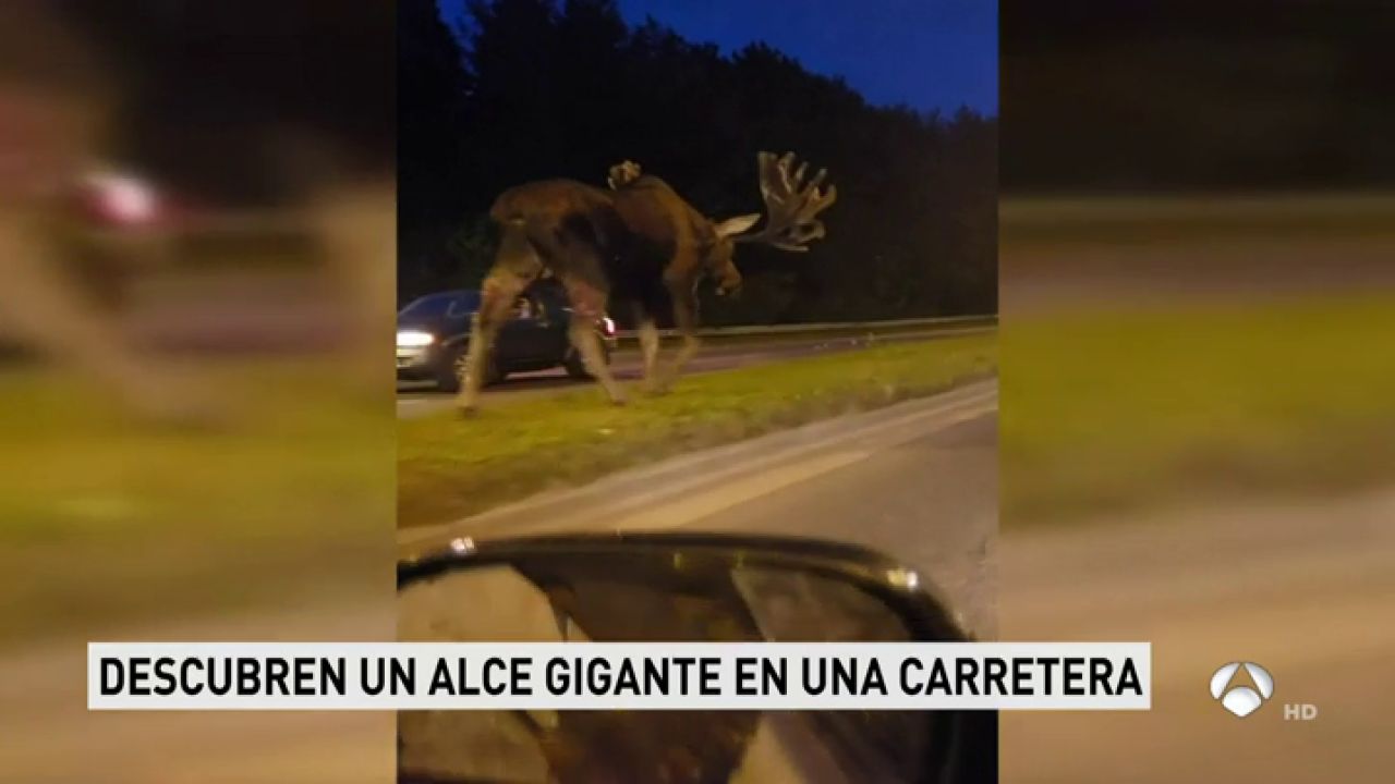 Encuentran a un alce gigante paseando por una carretera de Alaska