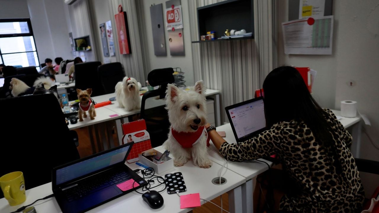 Llevar al perro a la oficina, una práctica que cada vez se aplica más ...