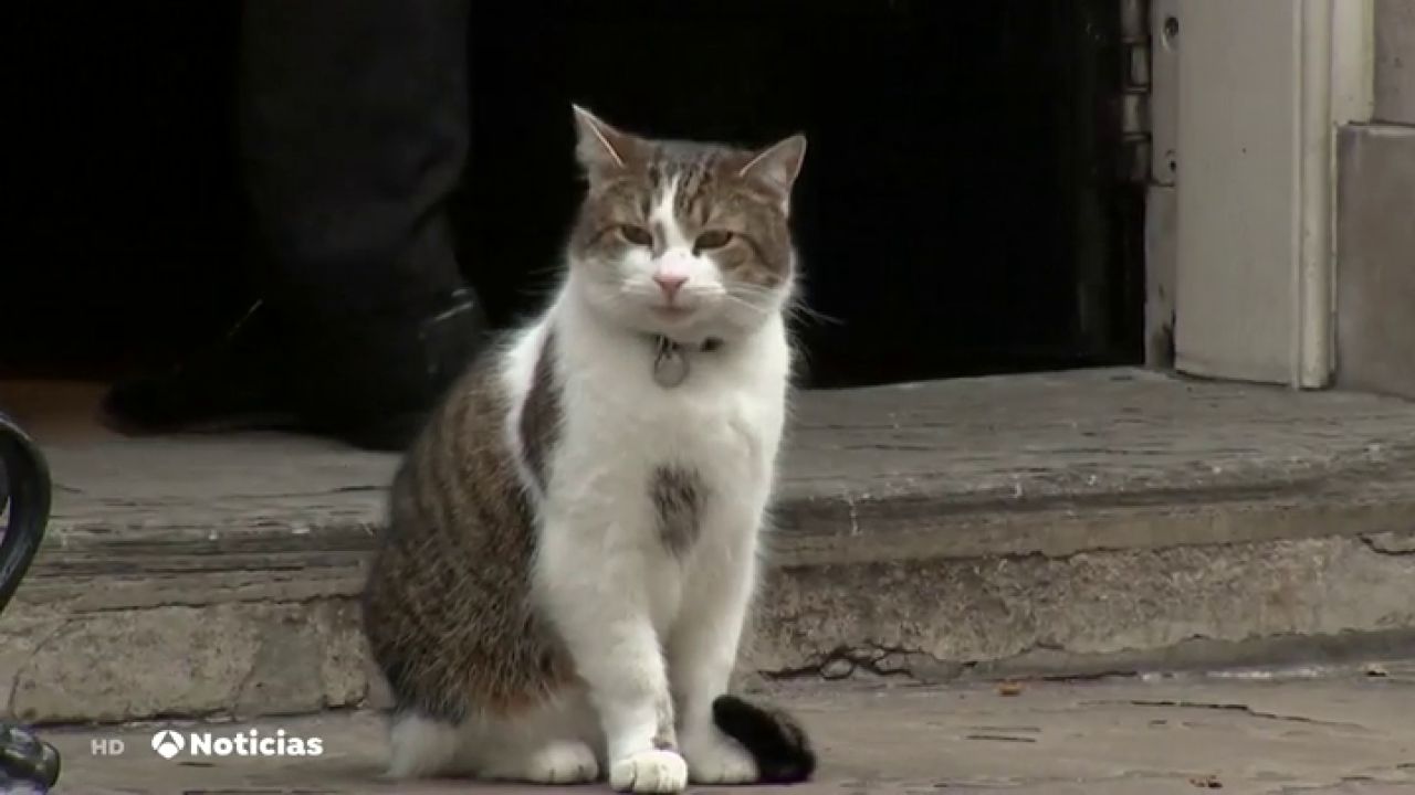Larry, el gato a sueldo encargado de saludar a los invitados y dormir ...