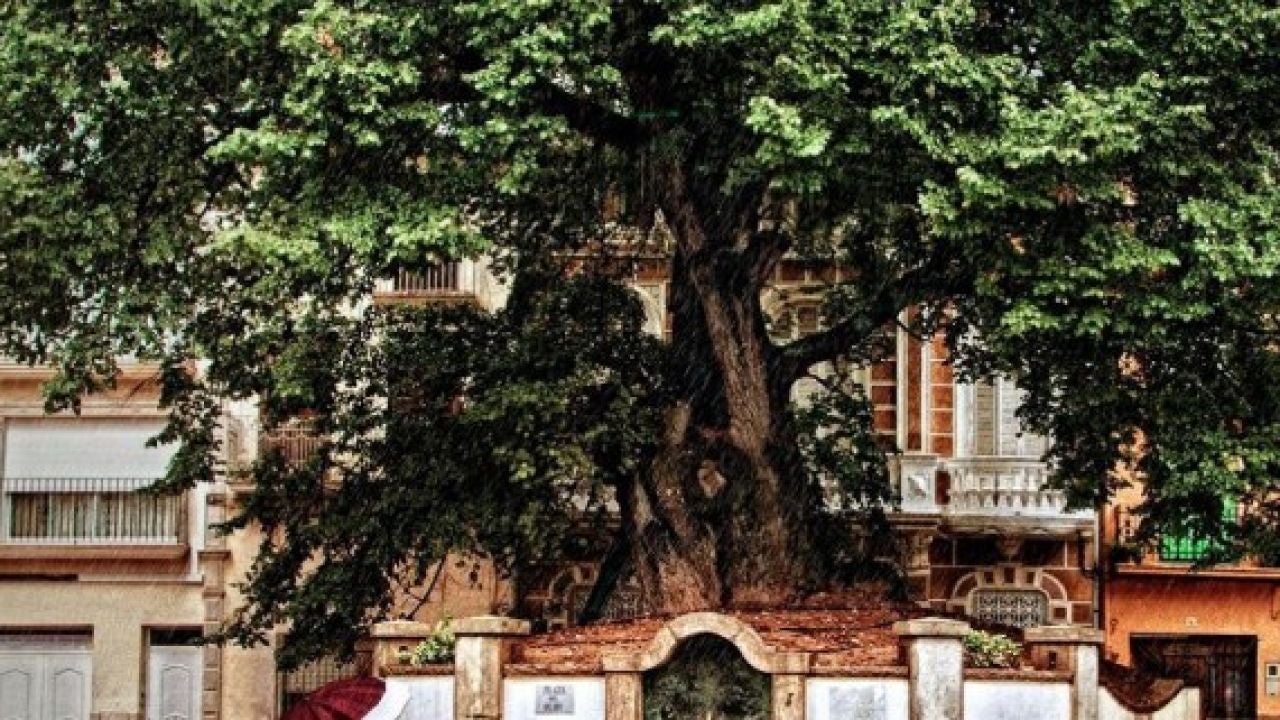 ¿Por qué un árbol de Castellón ha sido elegido como el mejor de España?