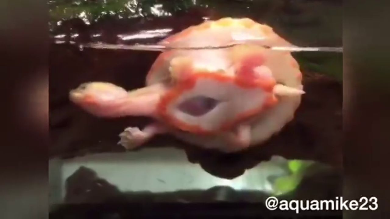 'Hope', la tortuga albina que nació con el corazón fuera y que conmueve ...
