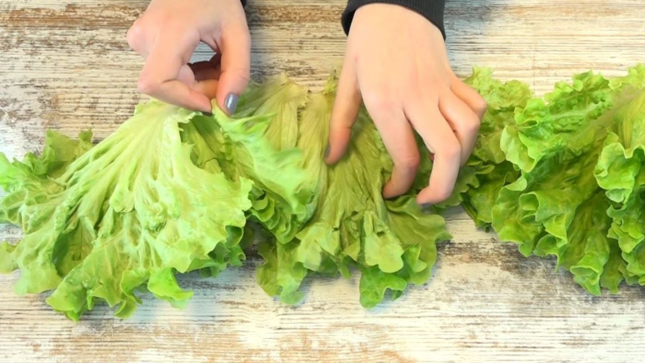 Revive una lechuga mustia con estos sencillos trucos - VÍDEO