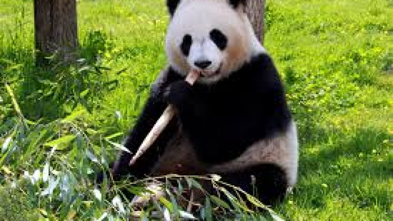 Estados Unidos: Mei Xiang es la cría de panda gigante a la que le están ...