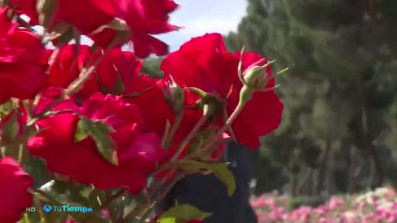 Se busca la mejor rosa del mundo por votación popular