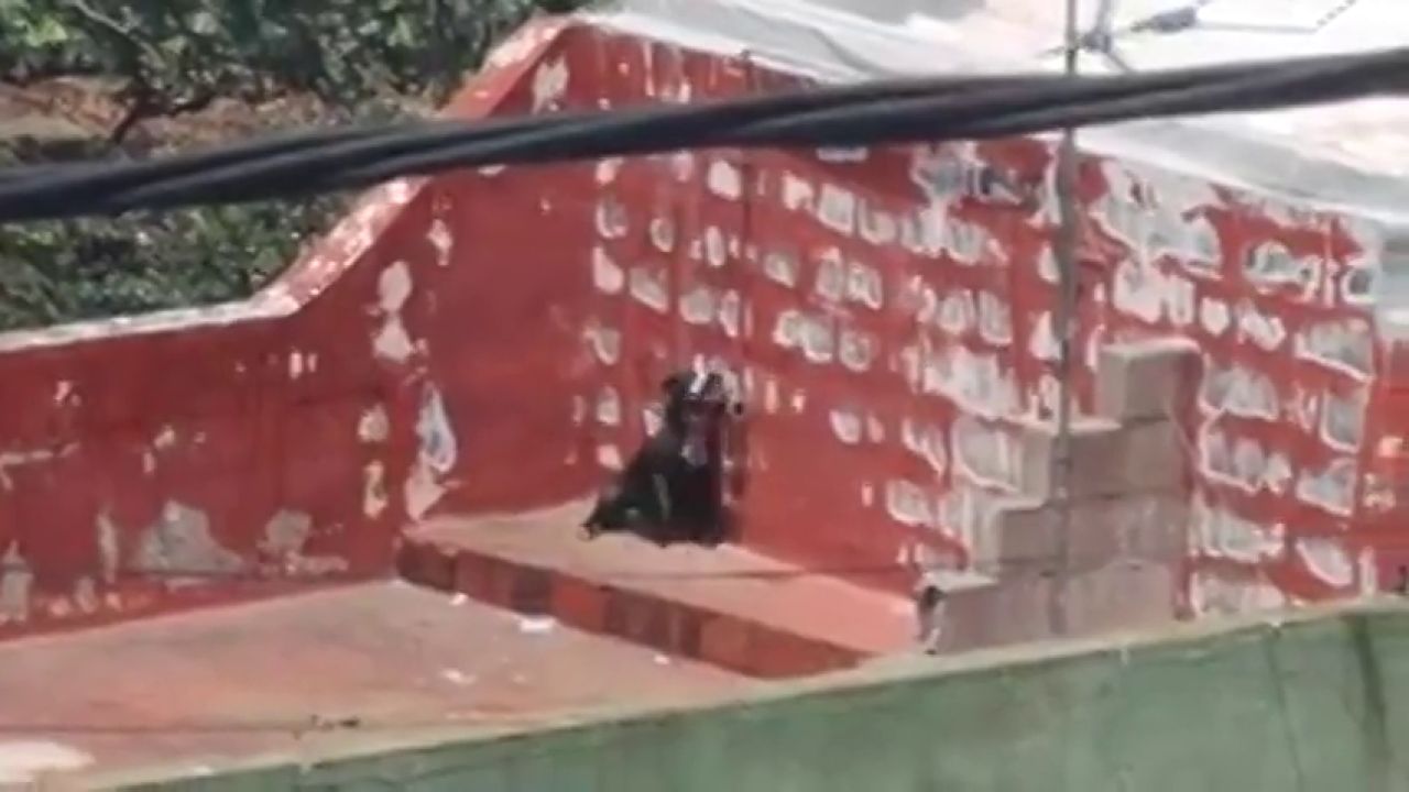 El sufrimiento de un perro atado al sol y sin agua en la azotea de un ...
