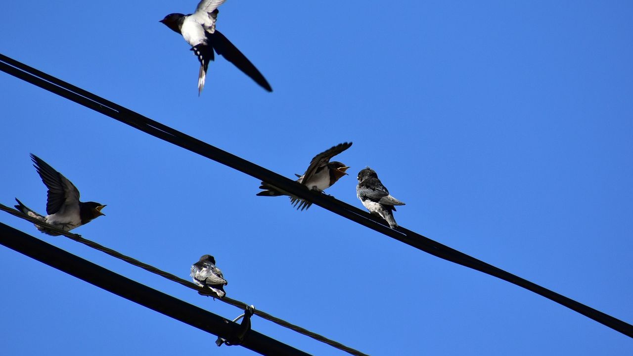 Trucos para evitar que los pájaros hagan caca en tu terraza o balcón