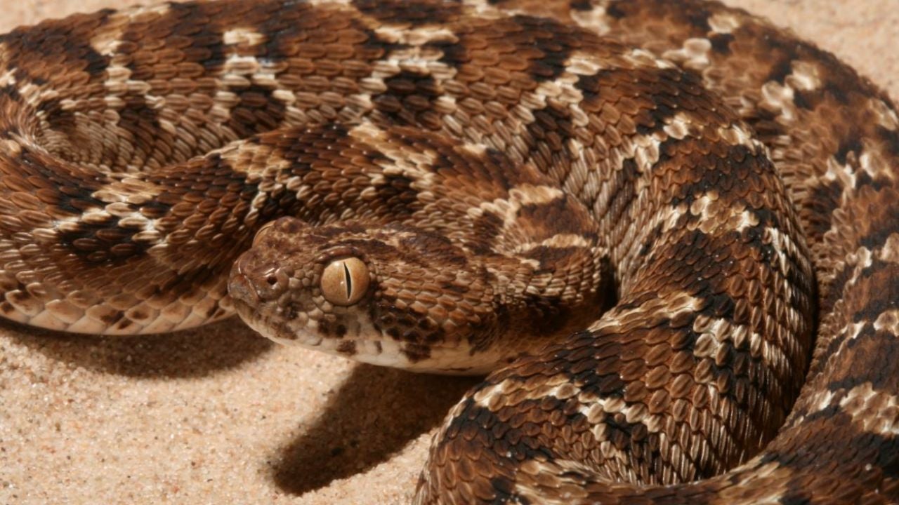 Las víboras aparecen en las ciudades de España por el calor: cómo ...