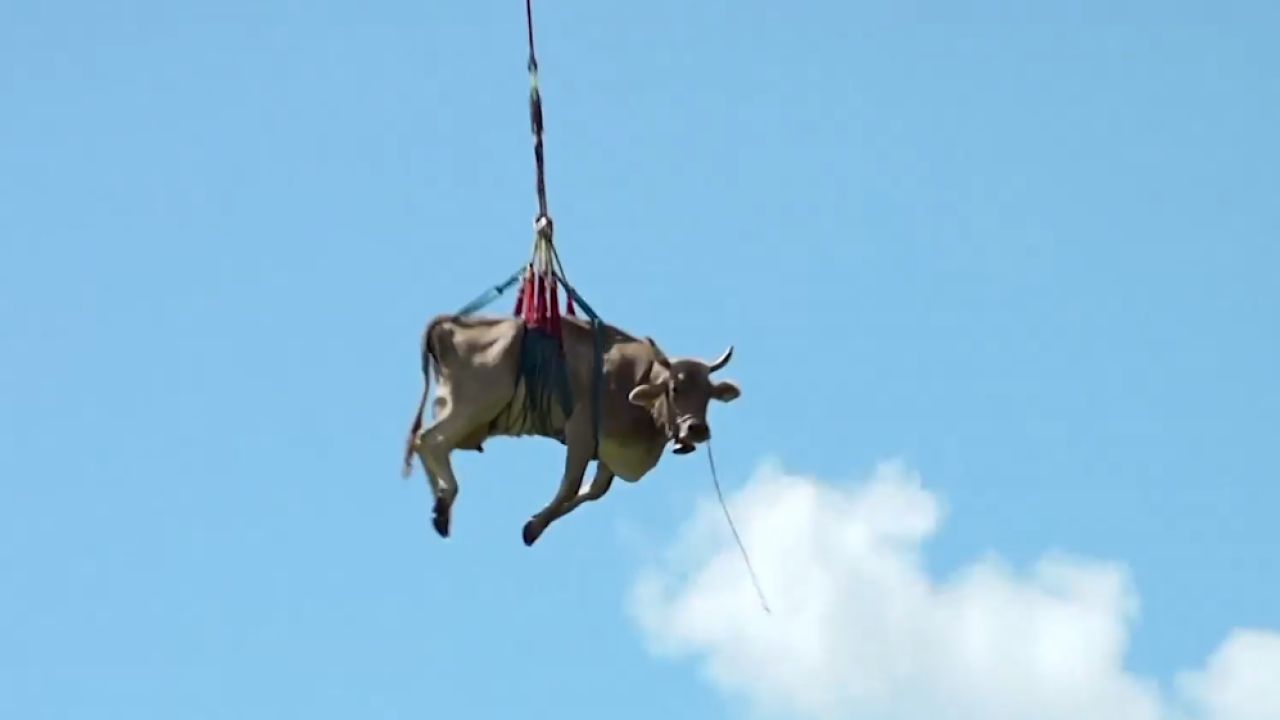 Vídeo: Insólita imagen de una vaca 'volando' en Suiza