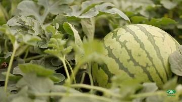 ¿Cómo se cultiva la sandía sin semillas negras? ¡Descúbrelo!