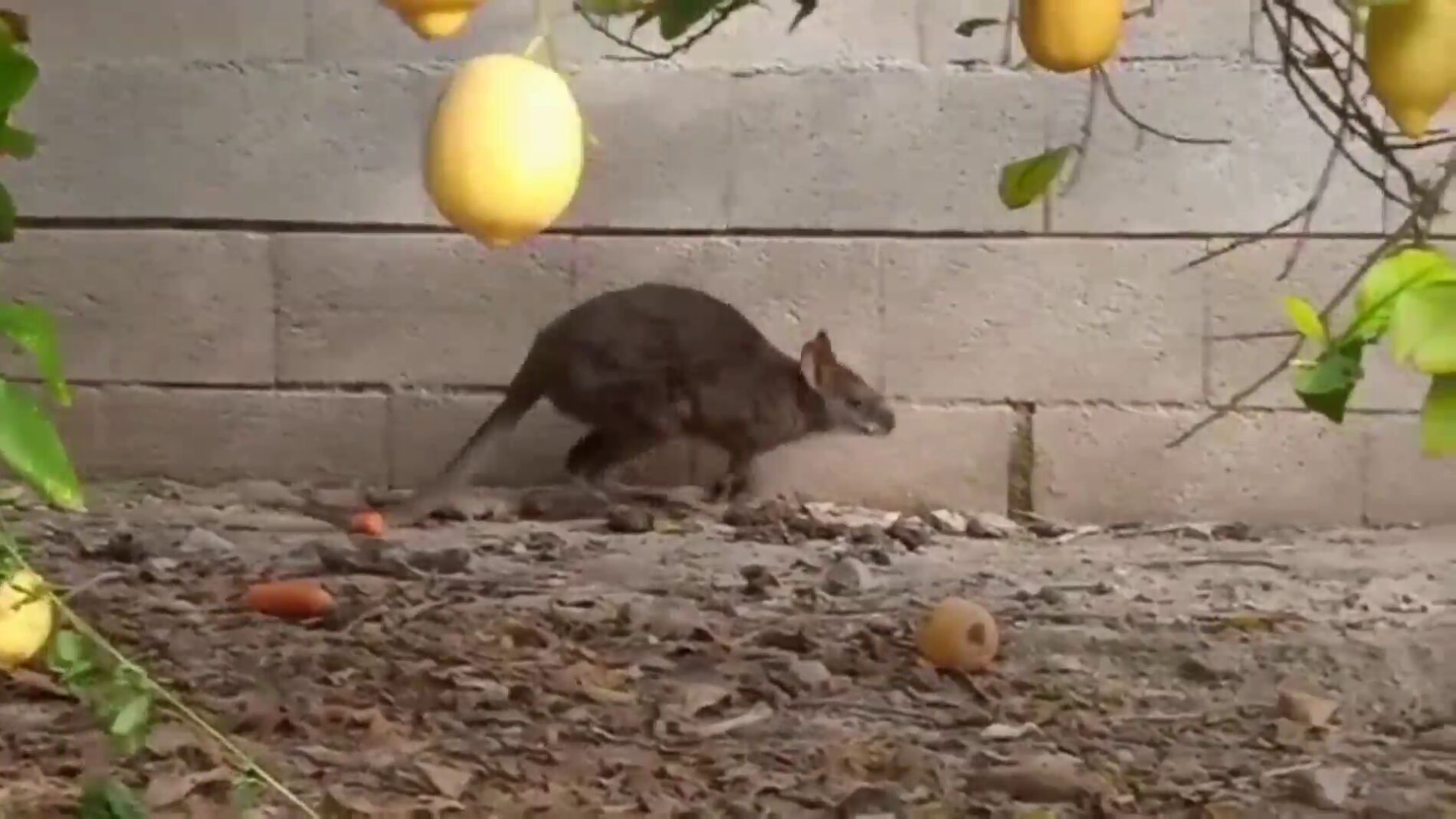 El vídeo viral de un canguro por las calles de Murcia que se le escapó ...