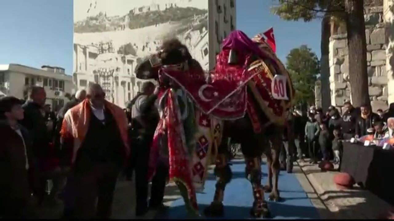 Más de 150 camellos participan en un torneo de lucha en Turquía, que ...