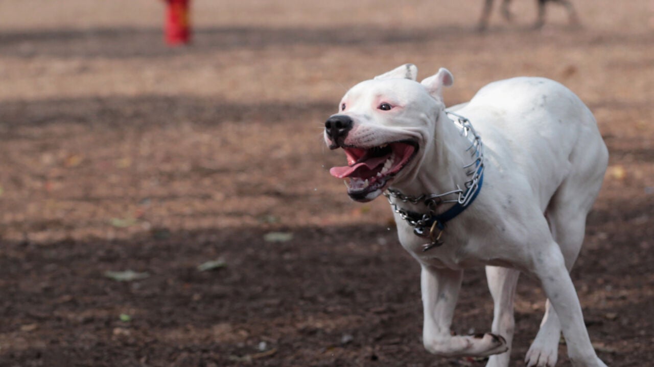 ¿Qué debemos hacer si un perro intenta atacarnos mientras hacemos deporte?
