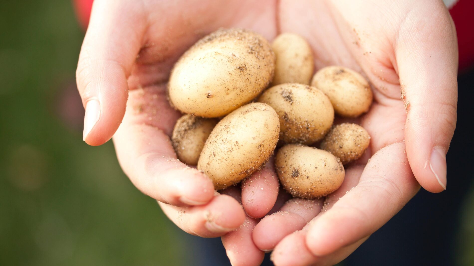 ¿Las patatas Monalisa son las mejores para freír?