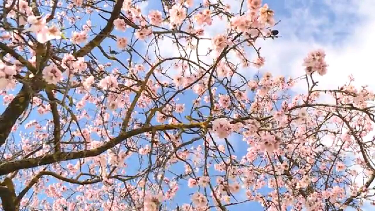 Miles de almendros tiñen de rosa el parque Quinta de los Molinos de Madrid