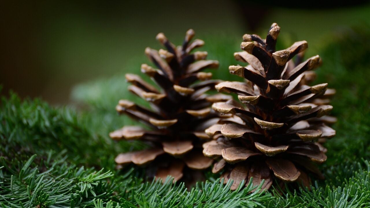 La producción de piñones se ve afectada por la sequía, las plagas en ...