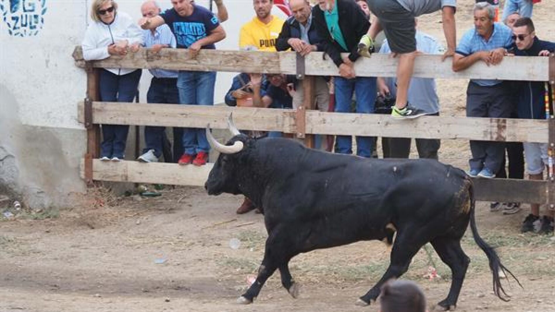 El Toro de la Vega se escapa del recorrido, revuelca a varios ...