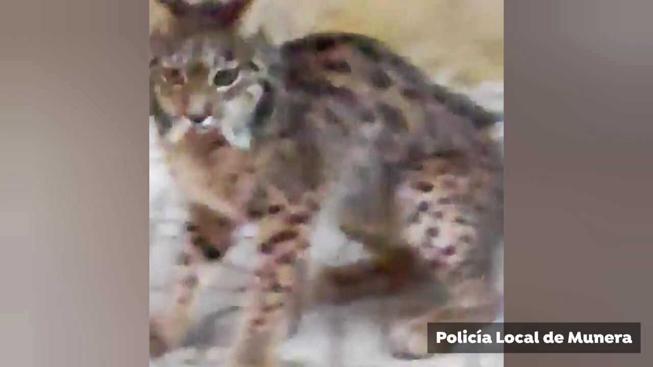 Sorpresa entre los vecinos de Munera (Albacete) al encontrarse a un ...