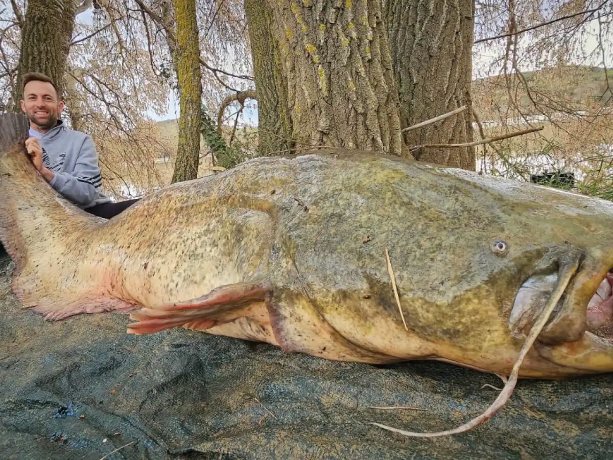Pez Más Grande Atrapado En Monstruos De Río