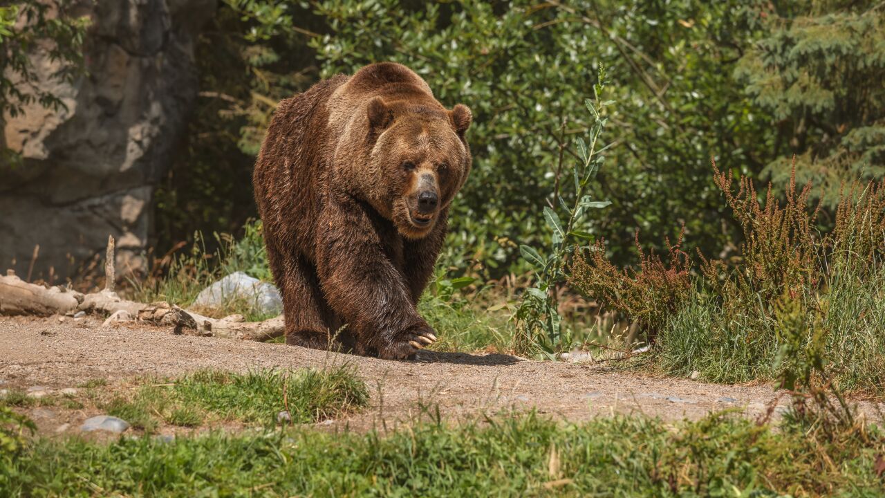 Los "osos ninja" a los que les gusta la carne humana y que tienen ...