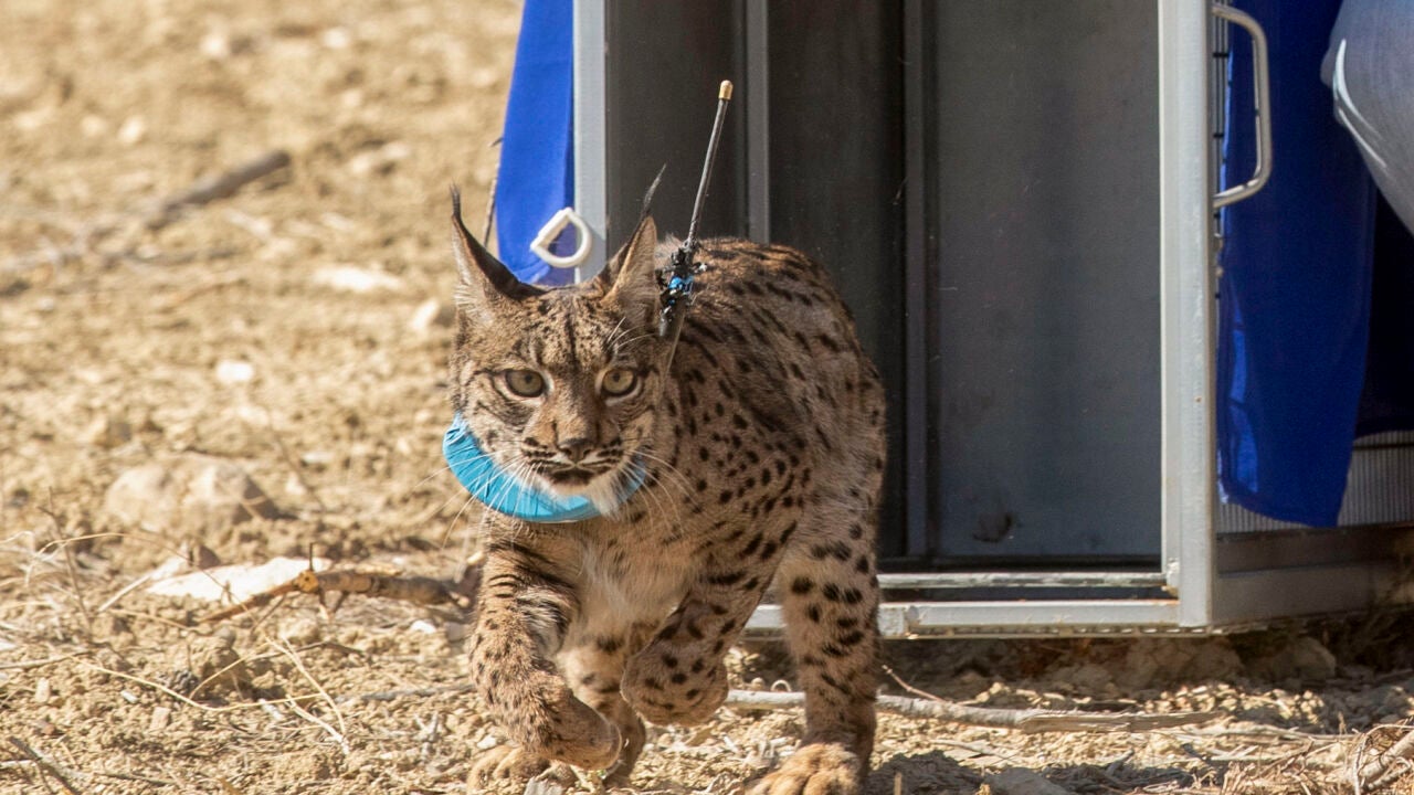 El lince ibérico deja de estar en peligro de extinción