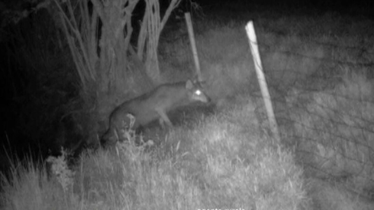 Un lobo desata el pánico en Rupit (Barcelona) tras atacar a 40 animales