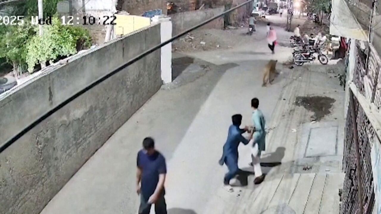 VÍDEO: Pánico tras el ataque de un león en plena calle tras escaparse ...